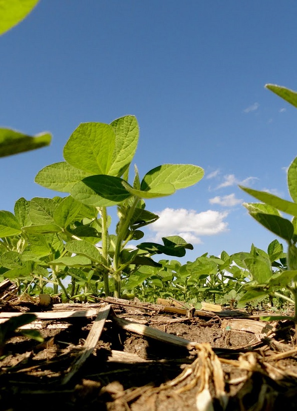 ZAMACE | Zambian Commodities Exchange