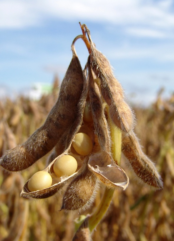 ZAMACE | Zambian Commodities Exchange